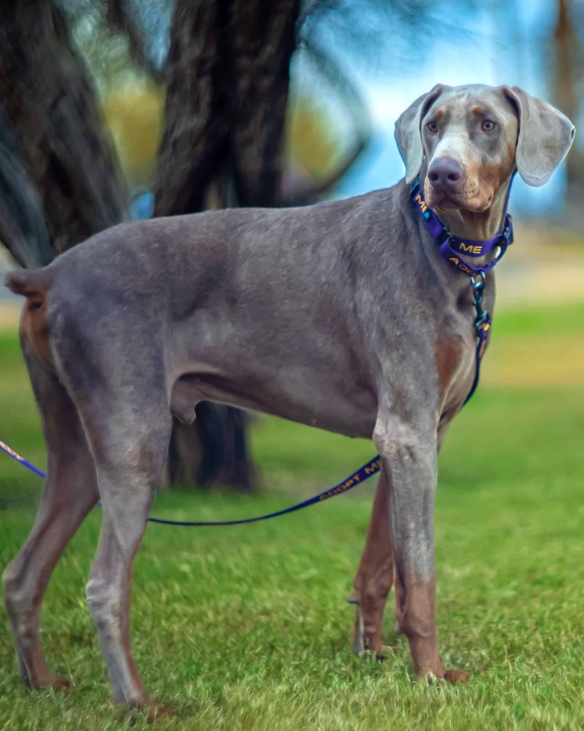 American vs. European Doberman: A Complete Guide