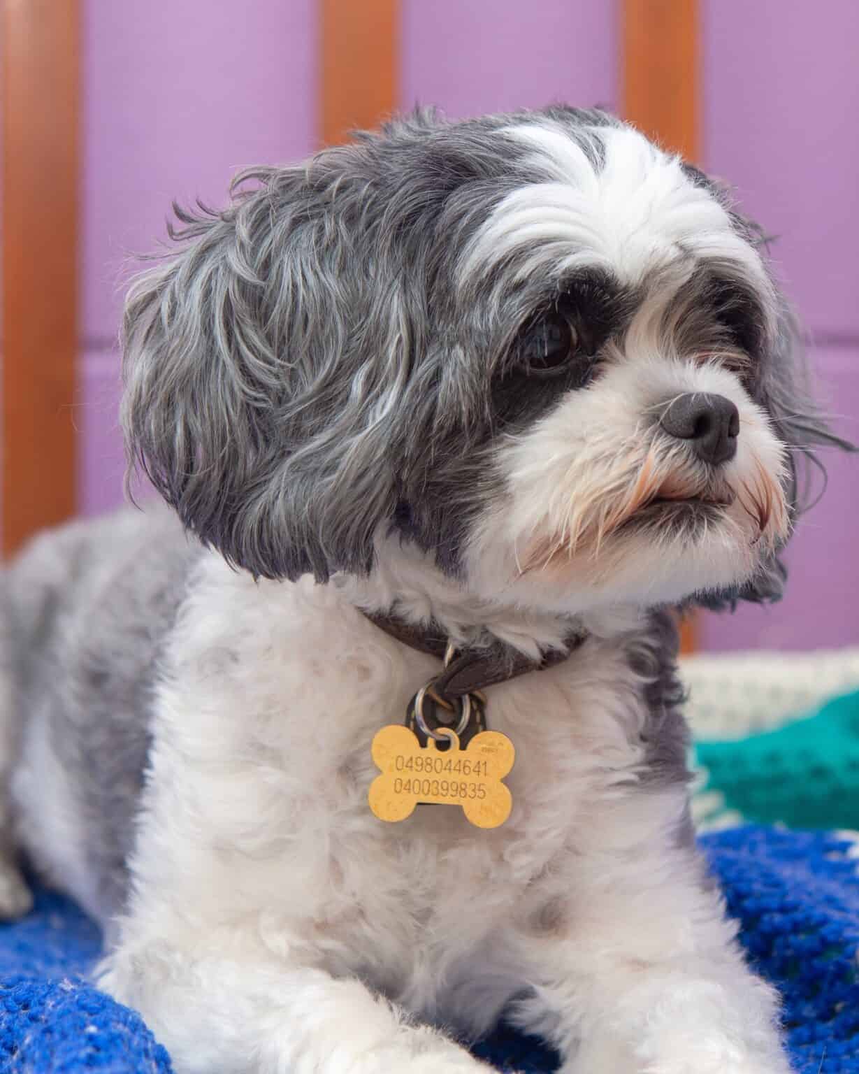 20 Shih Tzu Colors and Markings Explained
