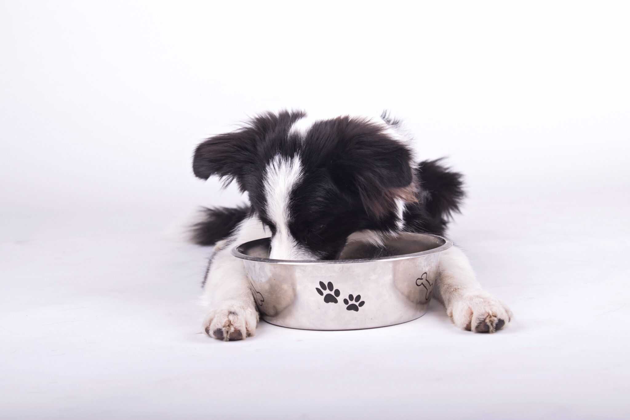 How Much to Feed a Border Collie (Feeding Chart & Guide)