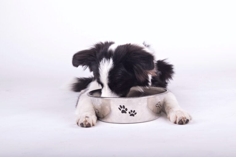 How Much to Feed a Border Collie (Feeding Chart & Guide)