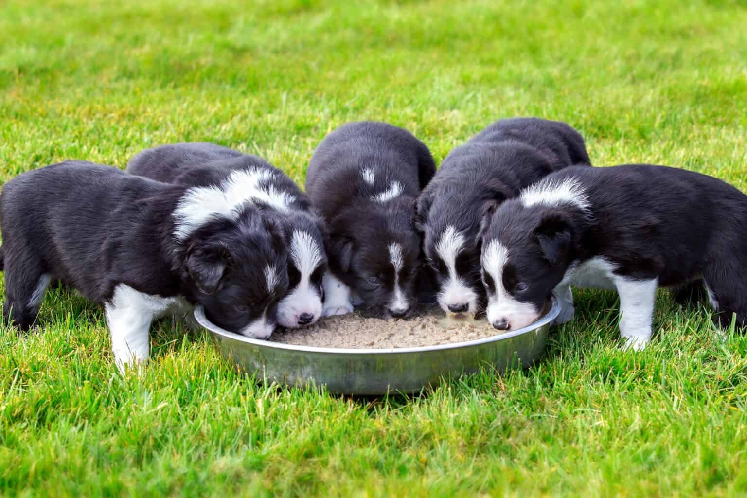 How Much to Feed a Border Collie (Feeding Chart & Guide)