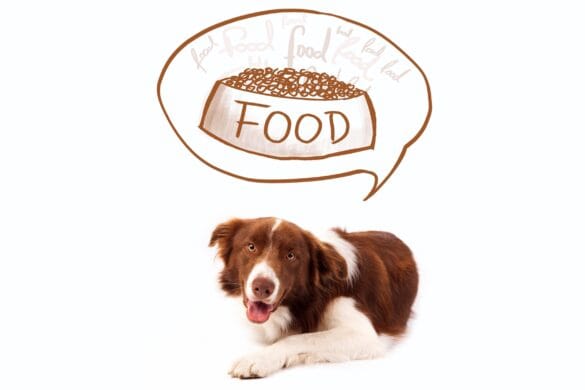 How Much to Feed a Border Collie (Feeding Chart & Guide)