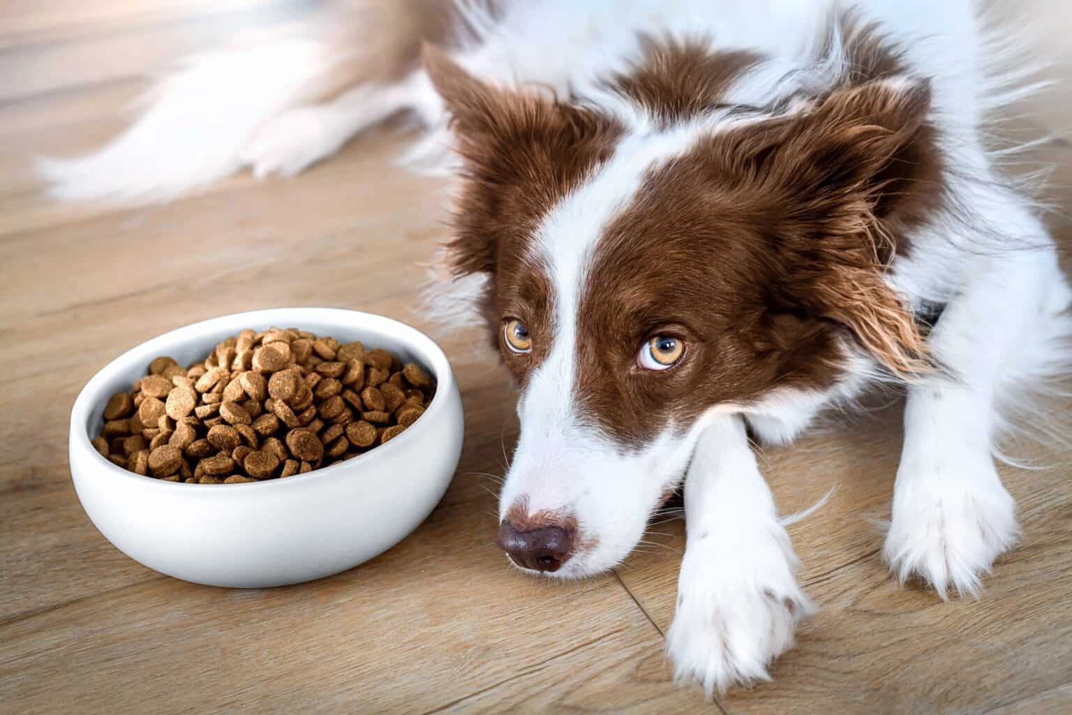 How Much to Feed a Border Collie (Feeding Chart & Guide)
