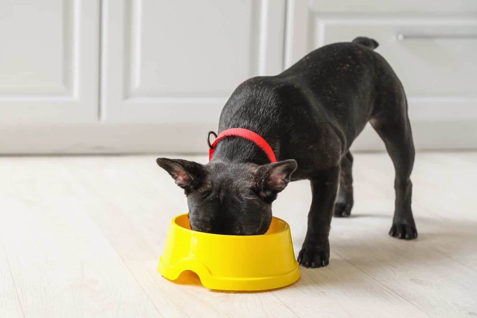 How Much to Feed a Boston Terrier (Feeding Chart & Guide)