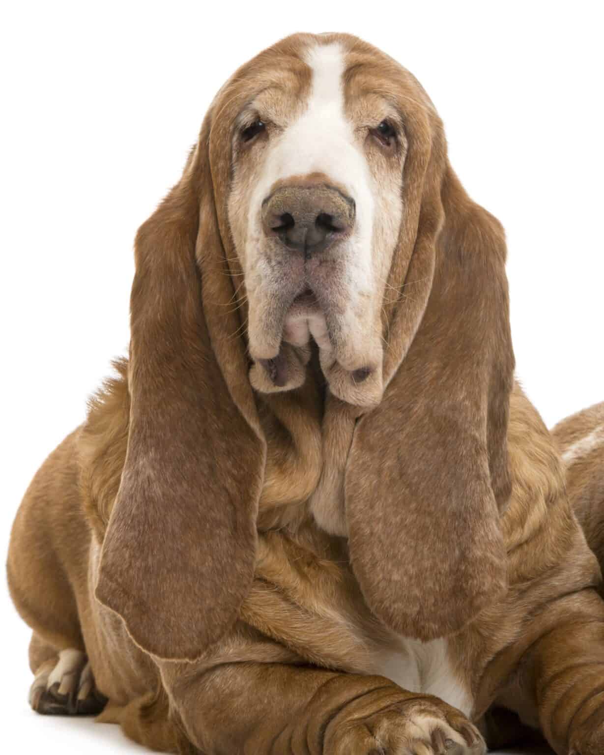 25 Basset Hound Colors & Markings (With Pictures)