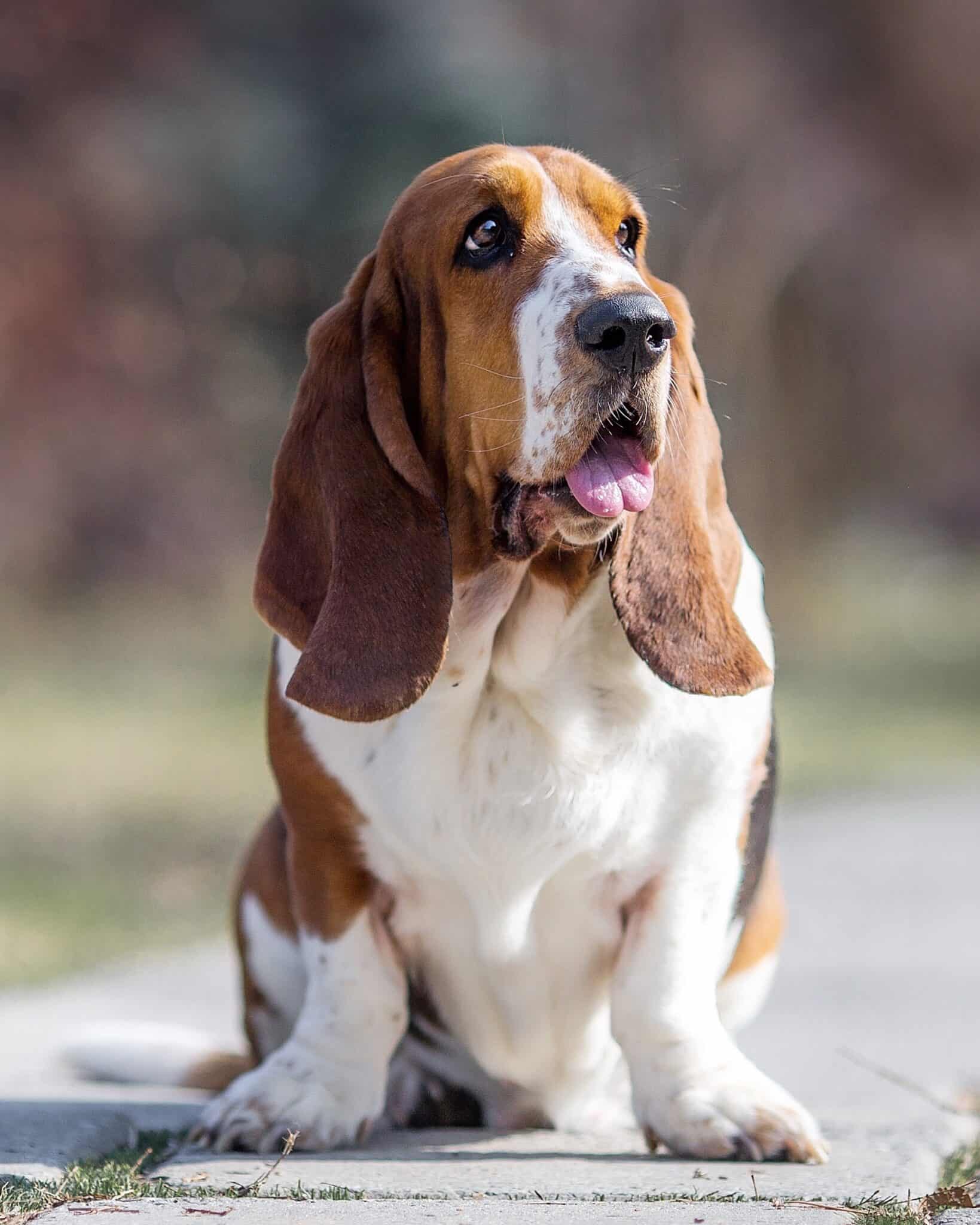 25 Basset Hound Colors & Markings (With Pictures)