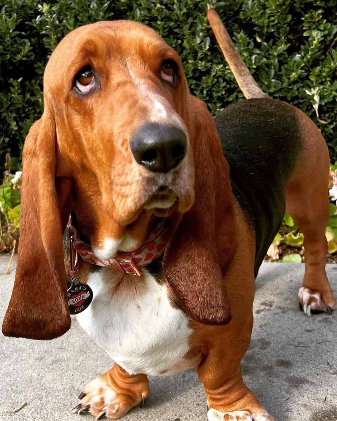 25 Basset Hound Colors & Markings (With Pictures)