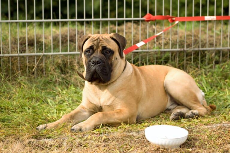 How Much to Feed a Bullmastiff (Feeding Chart & Guide)