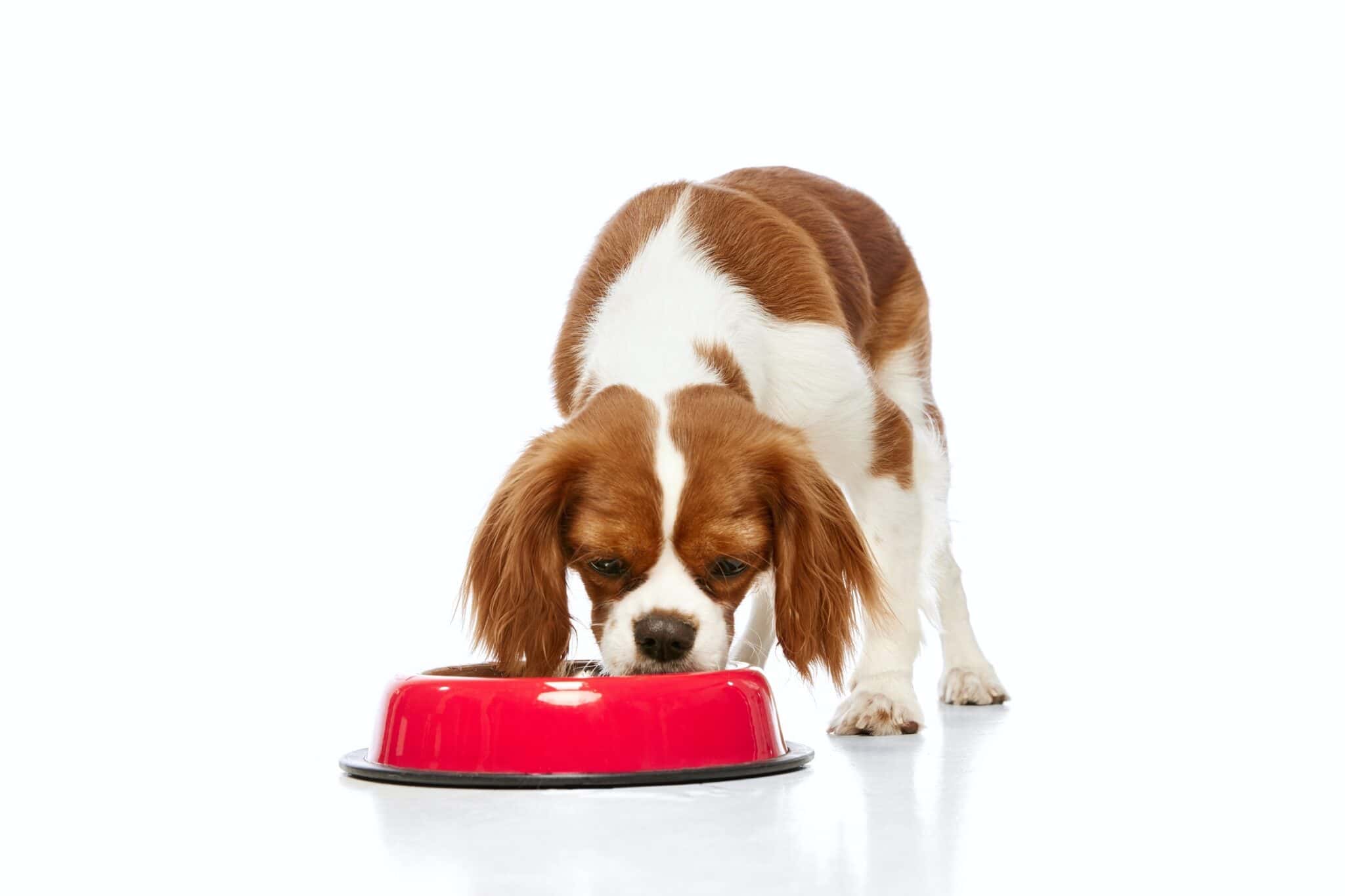 How Much to Feed a Cavalier King Charles Spaniel