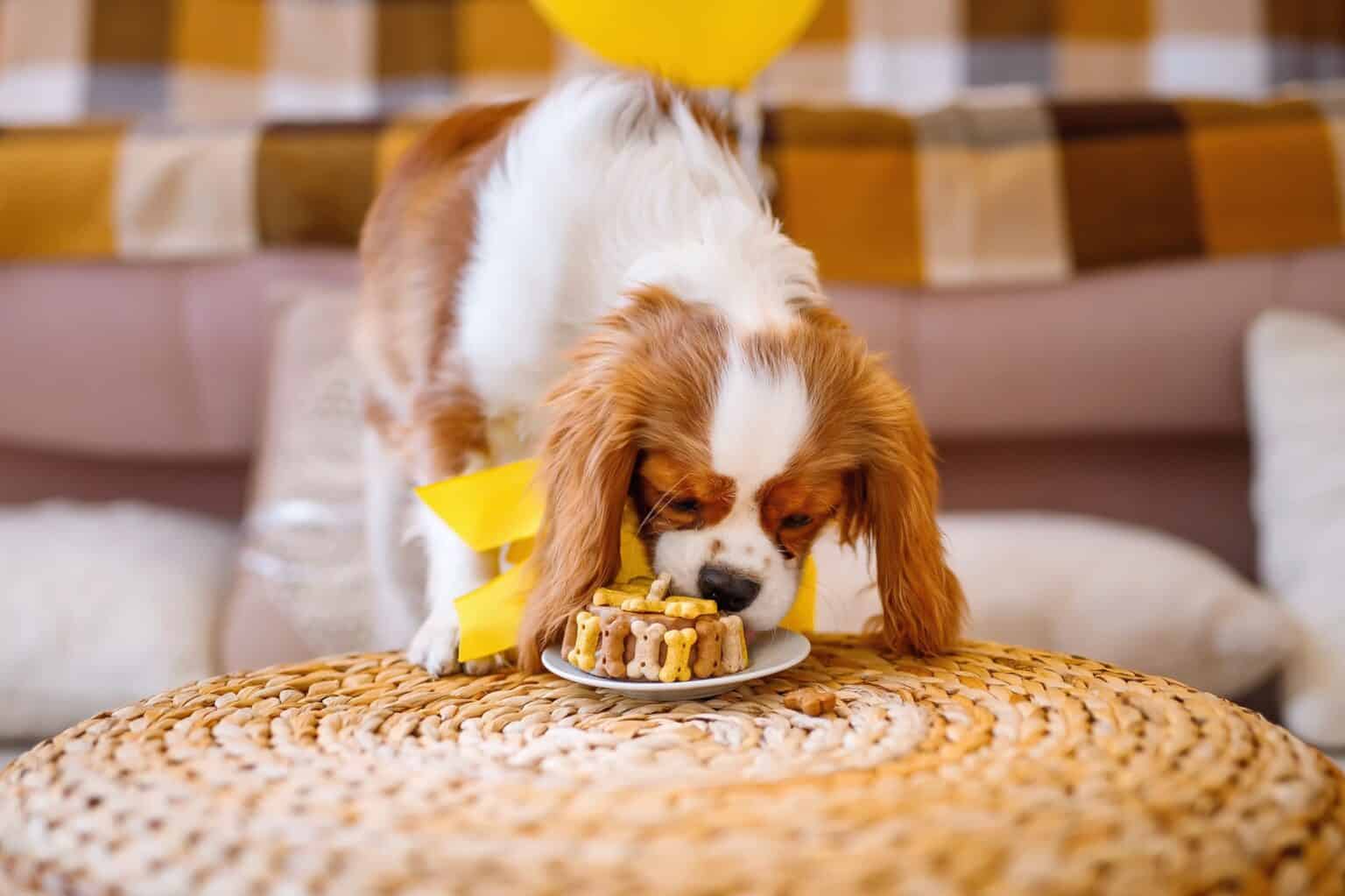 How Much to Feed a Cavalier King Charles Spaniel