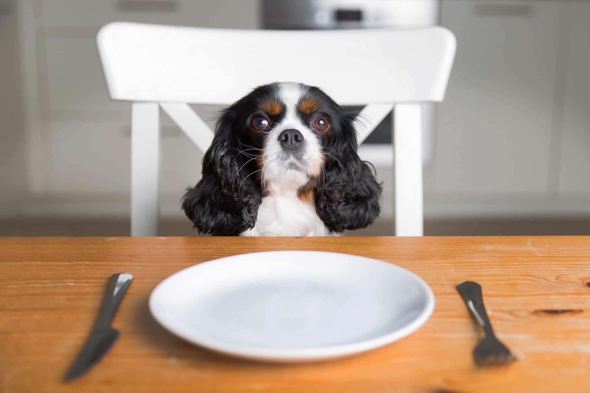 How Much to Feed a Cavalier King Charles Spaniel