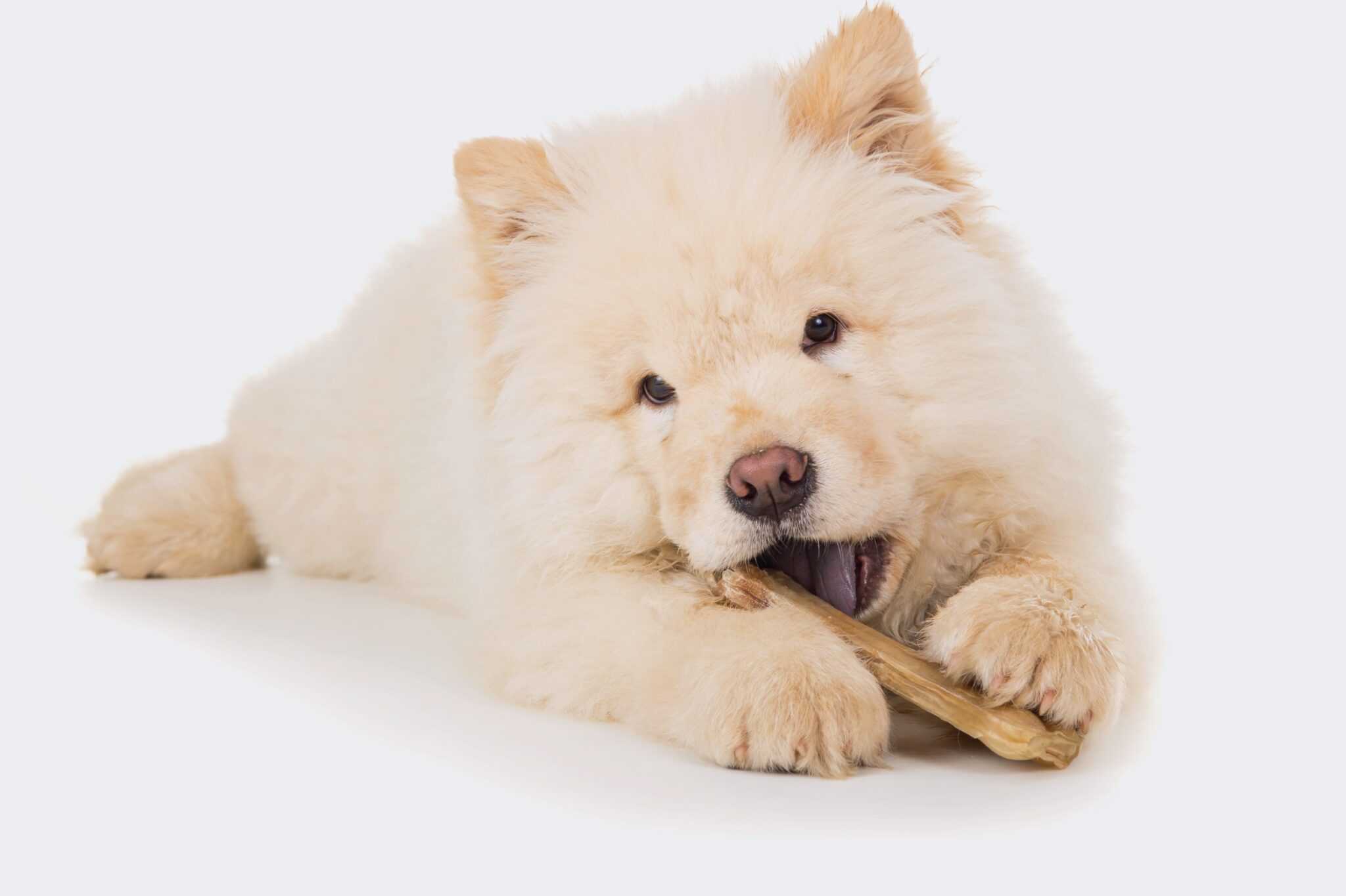 How Much to Feed a Chow Chow (Feeding Chart & Guide)