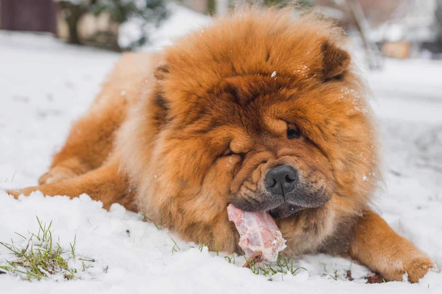 How Much to Feed a Chow Chow (Feeding Chart & Guide)