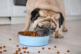 How Much to Feed a Pug (Feeding Chart & Guide)