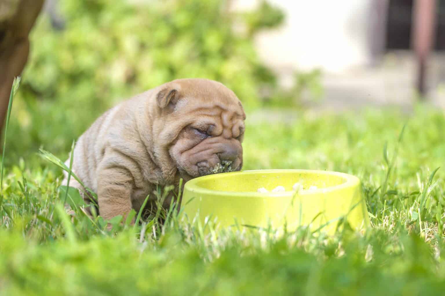 How Much to Feed a Shar-Pei (Feeding Chart & Guide)