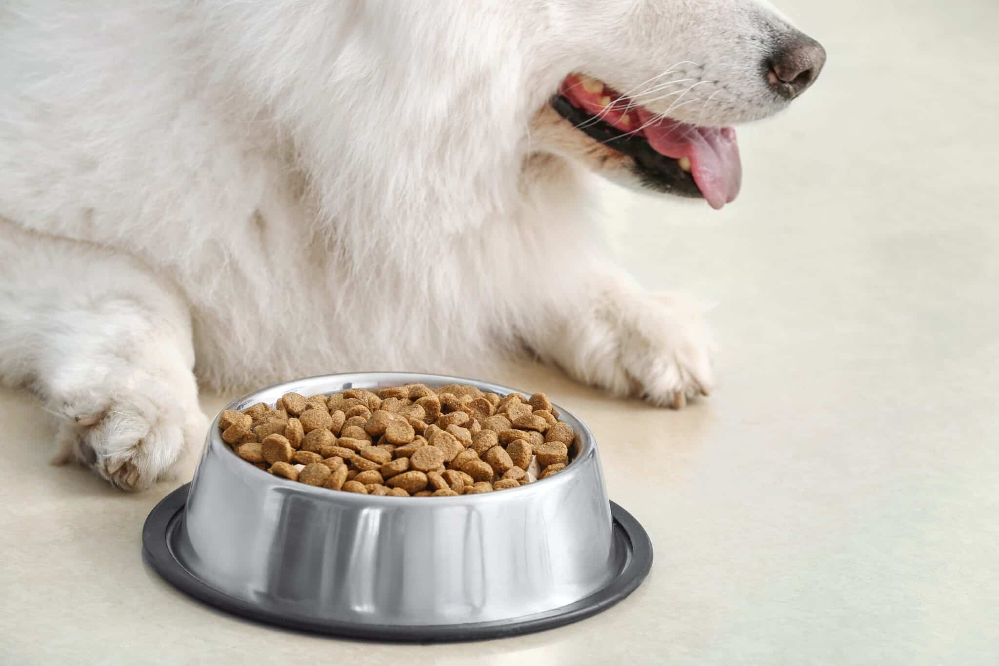 How Much to Feed a Samoyed (Feeding Chart & Guide)