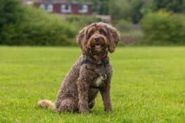 How Much to Feed a Cockapoo (Feeding Chart & Guide)