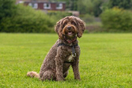 How Much to Feed a Cockapoo (Feeding Chart & Guide)