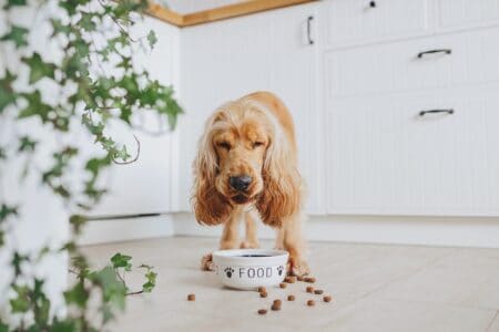 How Much to Feed a Cocker Spaniel (Feeding Chart & Guide)