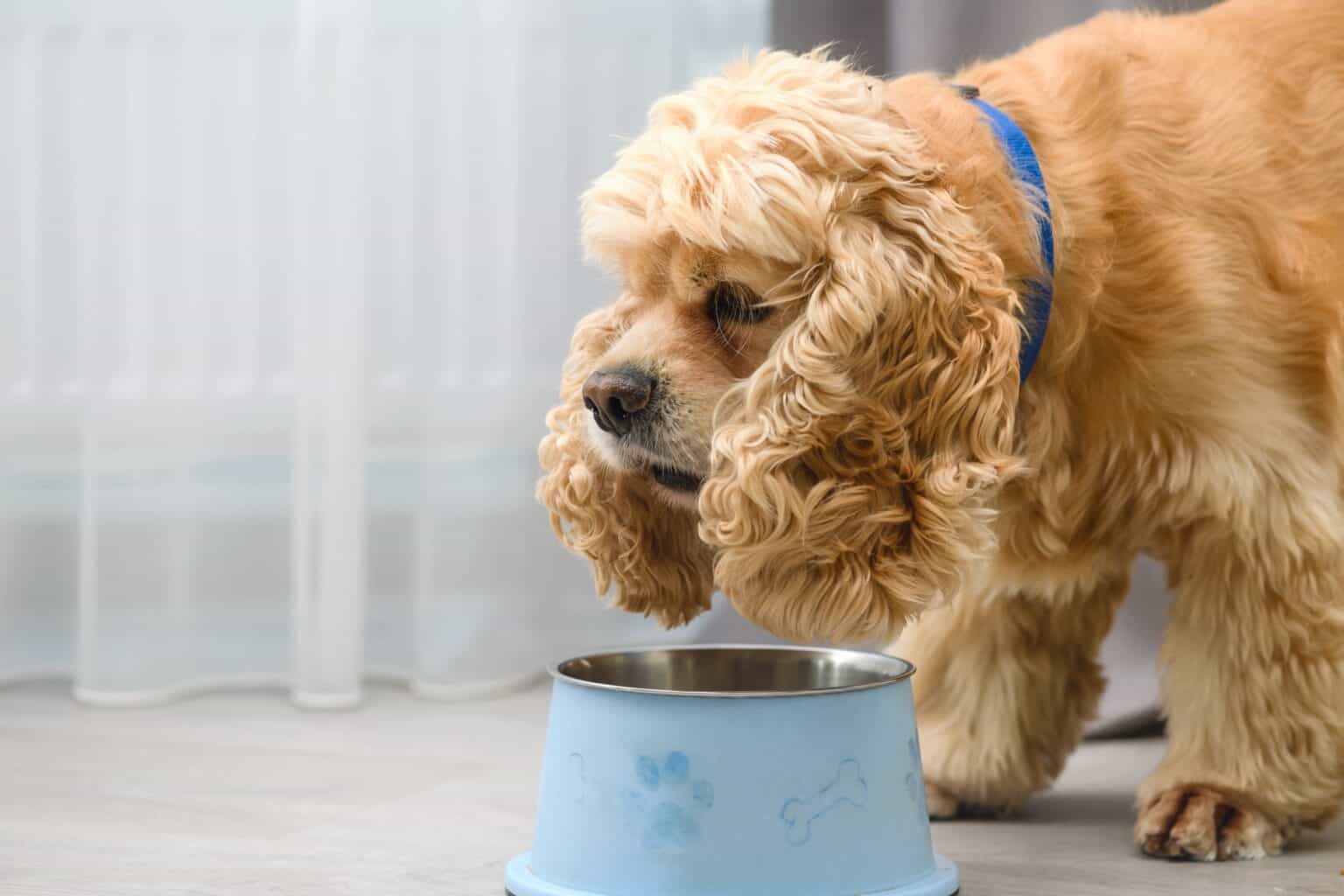 How Much to Feed a Cocker Spaniel (Feeding Chart & Guide)