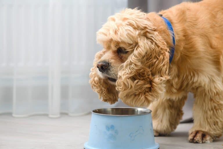 How Much to Feed a Cocker Spaniel (Feeding Chart & Guide)