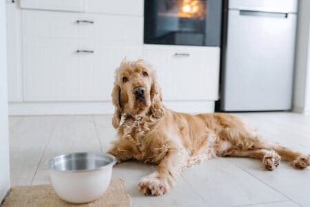 How Much to Feed a Cocker Spaniel (Feeding Chart & Guide)