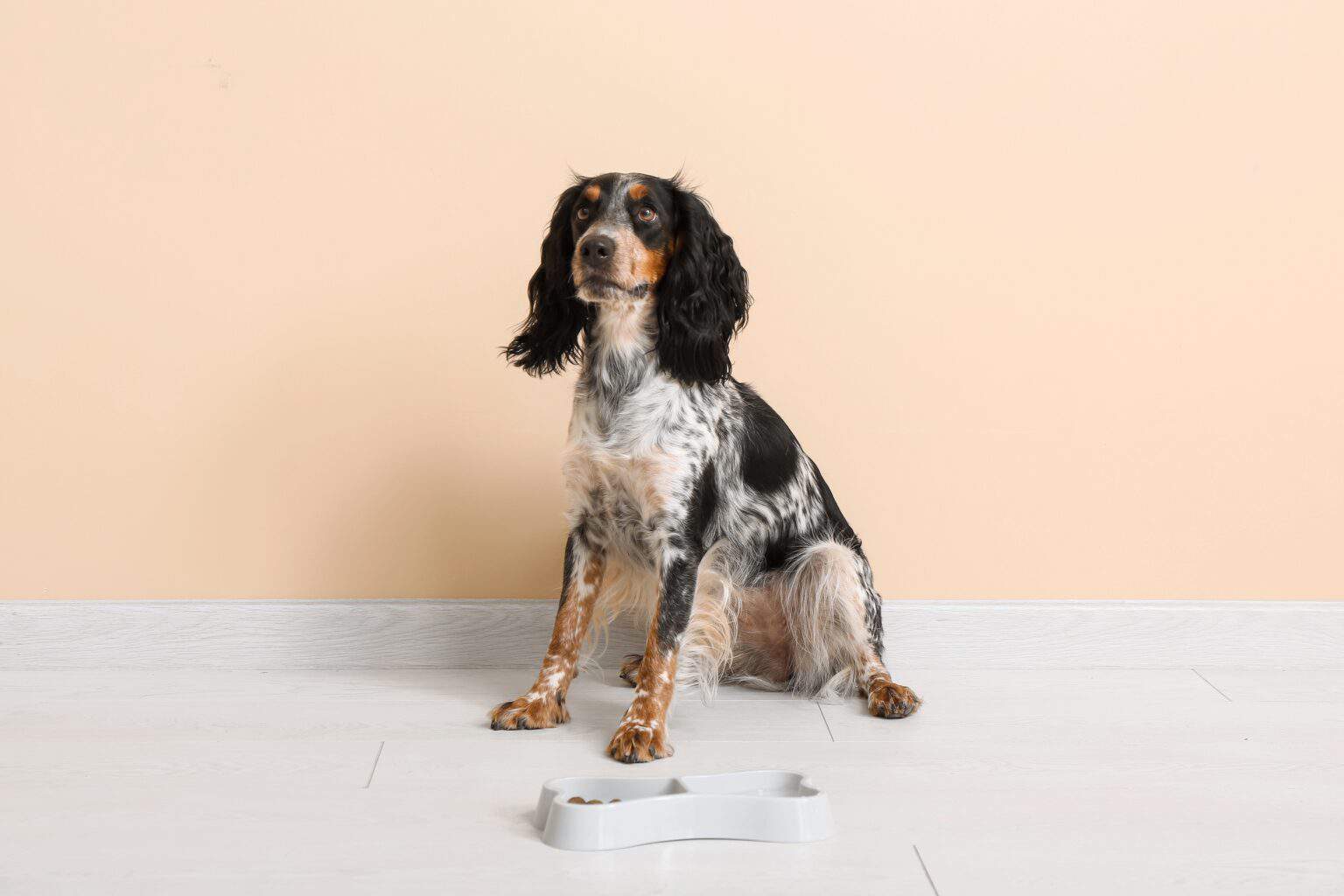 How Much to Feed a Cocker Spaniel (Feeding Chart & Guide)