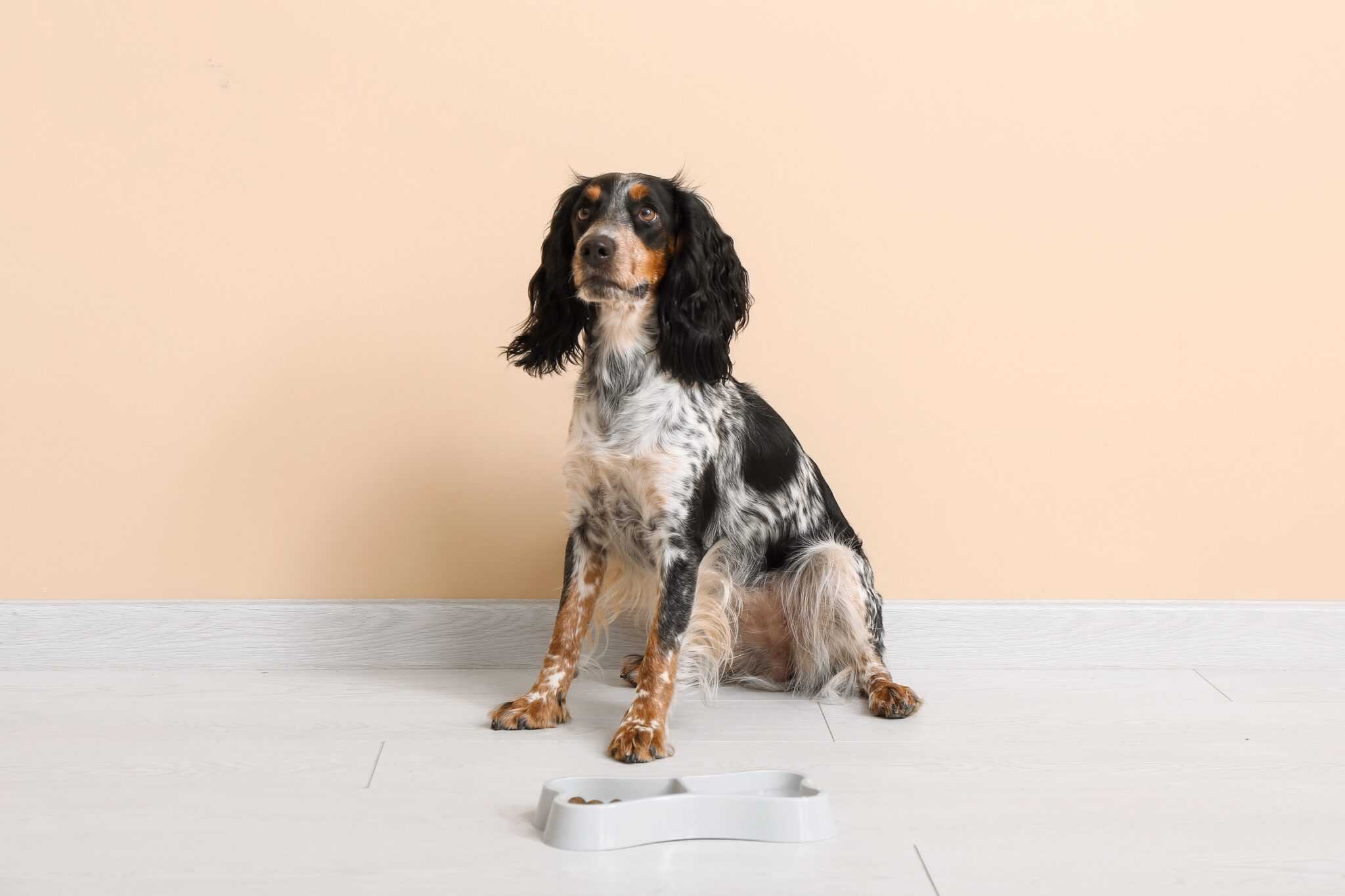 How Much to Feed a Cocker Spaniel (Feeding Chart & Guide)