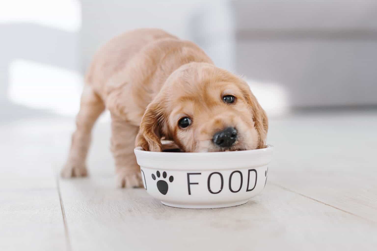 How Much to Feed a Cocker Spaniel (Feeding Chart & Guide)