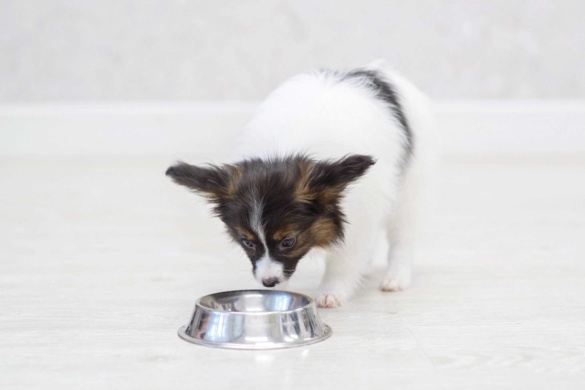 How Much to Feed a Papillon (Feeding Chart & Guide)