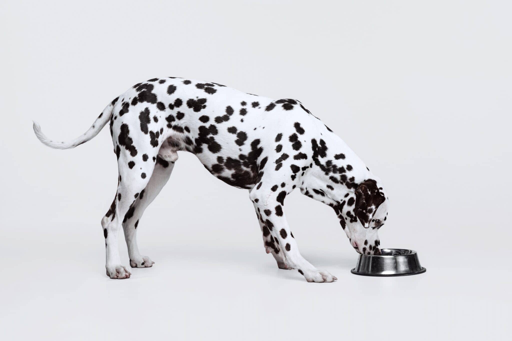 How Much to Feed a Dalmatian (Feeding Chart & Guide)