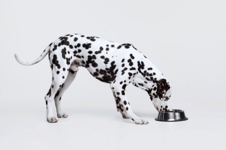 How Much to Feed a Dalmatian (Feeding Chart & Guide)