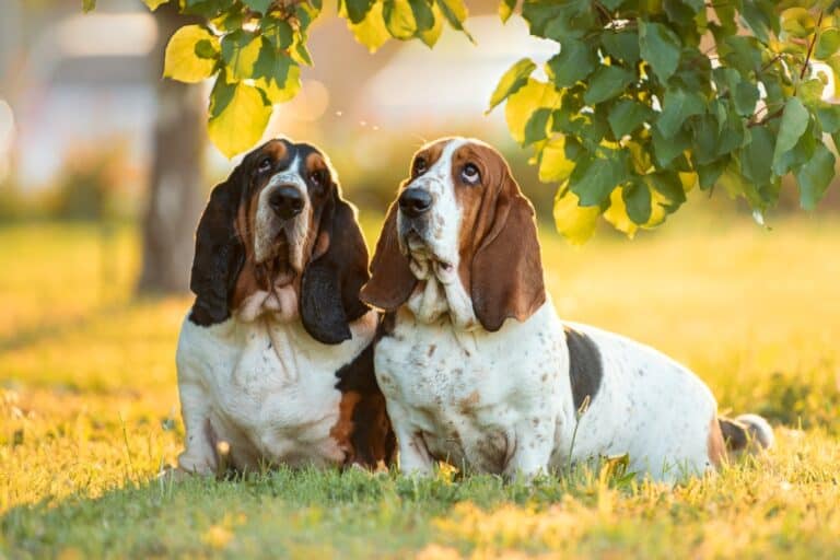 25 Basset Hound Colors & Markings (With Pictures)