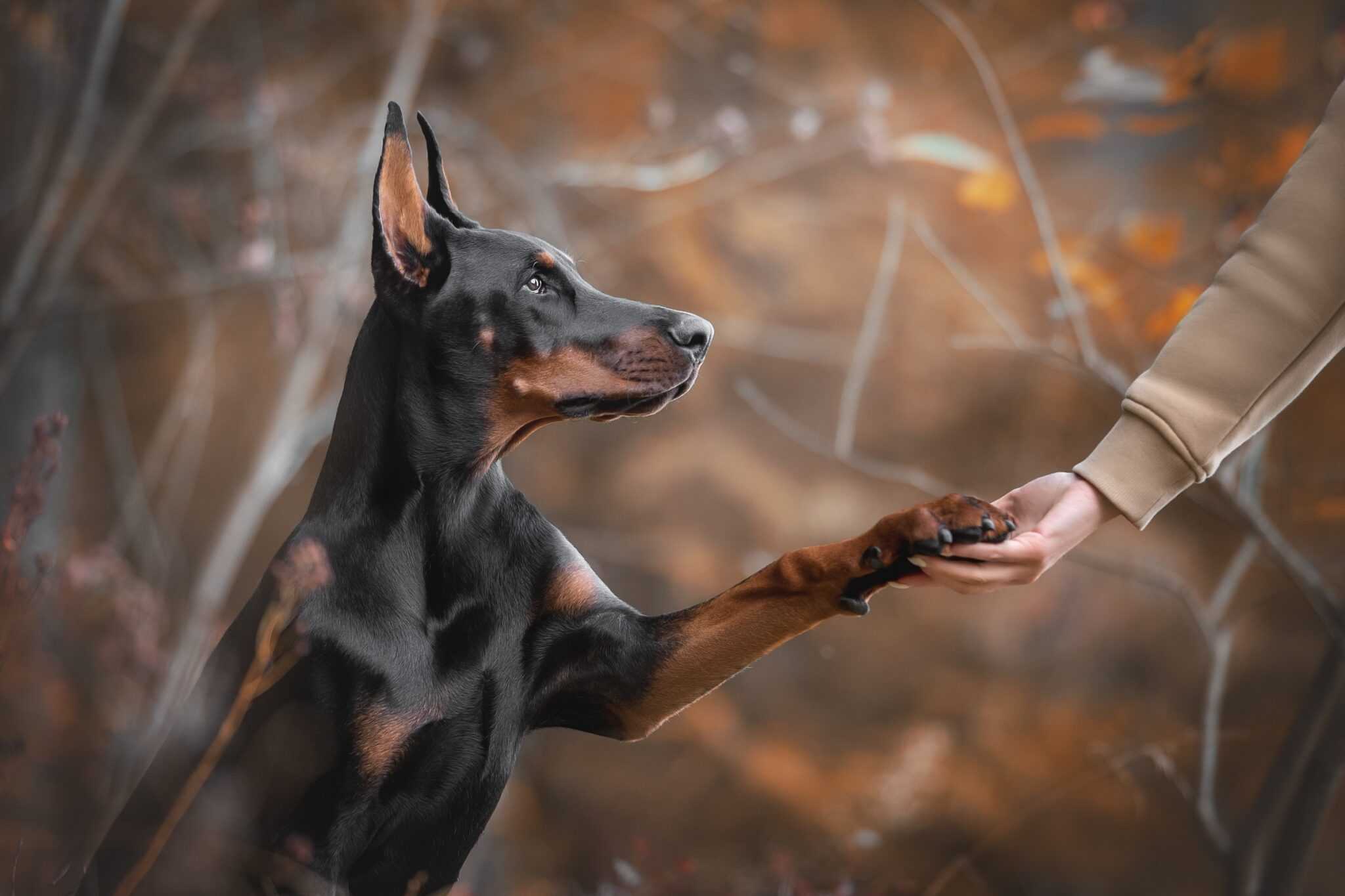 American vs. European Doberman: A Complete Guide