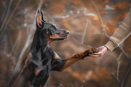 American vs. European Doberman: A Complete Guide