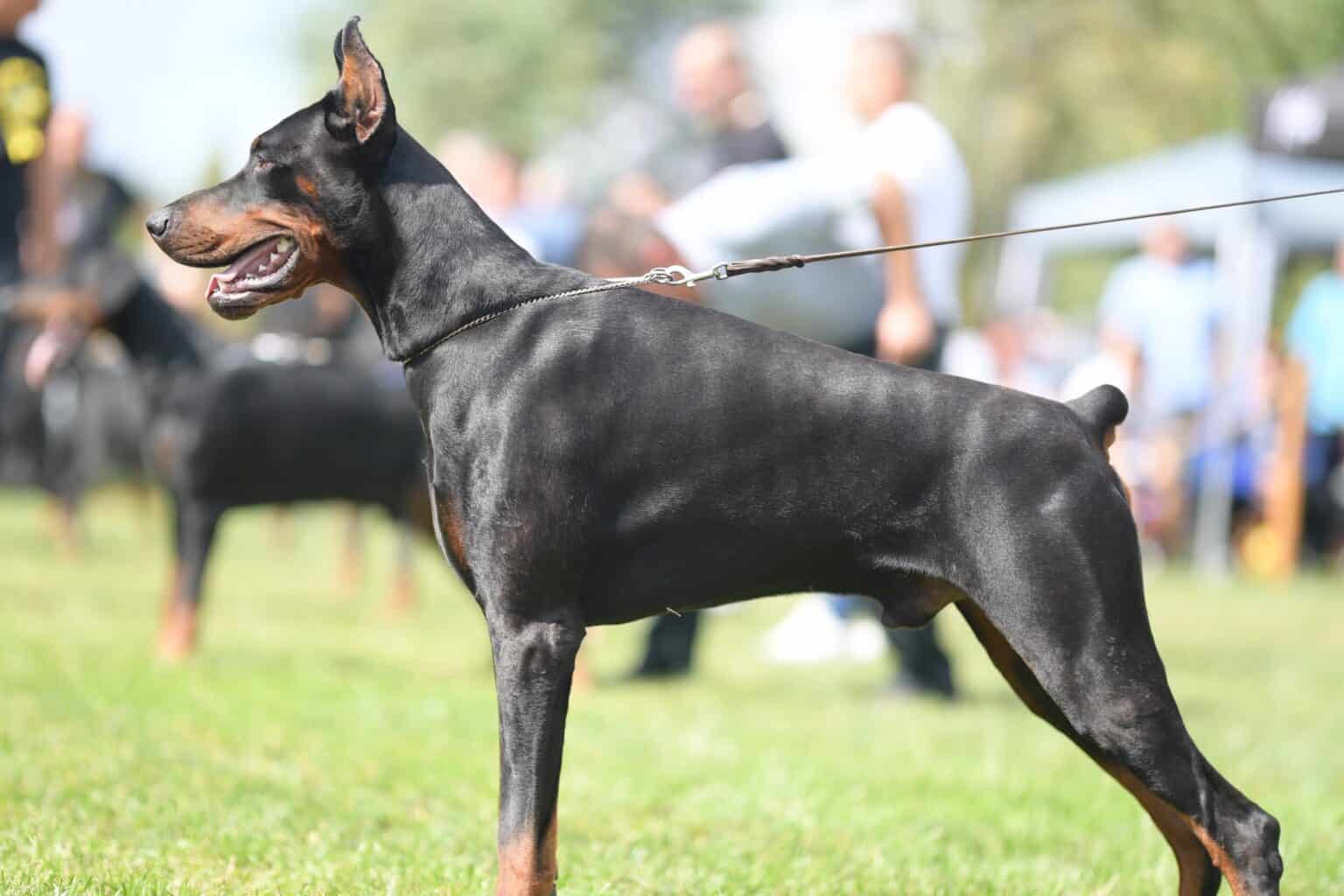 American vs. European Doberman: A Complete Guide