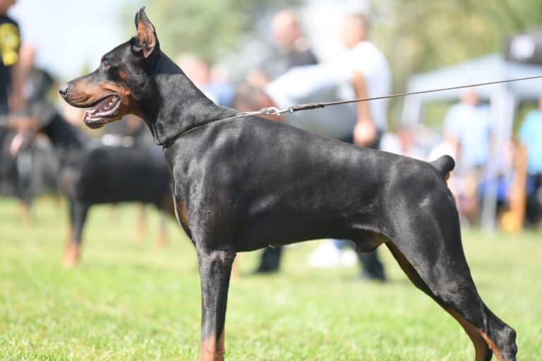 American vs. European Doberman: A Complete Guide