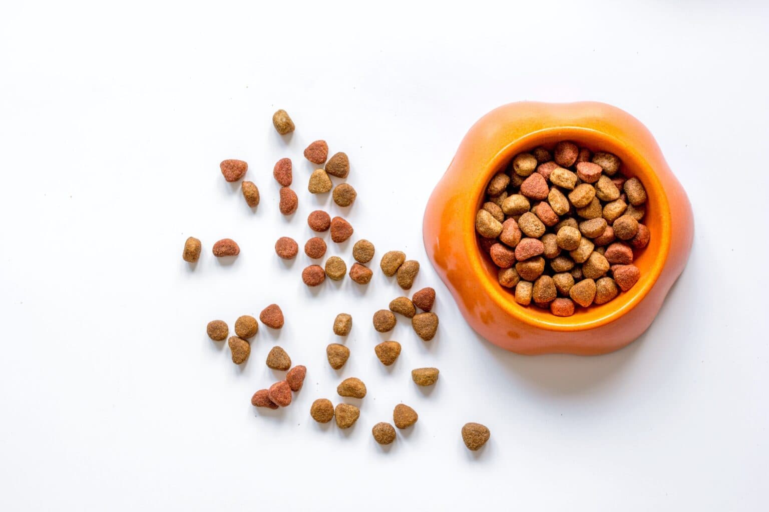 How Much to Feed a Cockapoo (Feeding Chart & Guide)