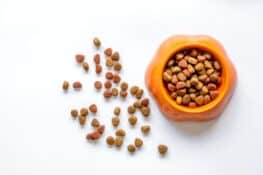 How Much to Feed a Cockapoo (Feeding Chart & Guide)