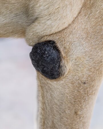 24 Pictures of Dog Tumors, Cancer Lumps, Cysts & Warts