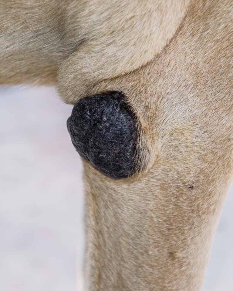 24 Pictures of Dog Tumors, Cancer Lumps, Cysts & Warts