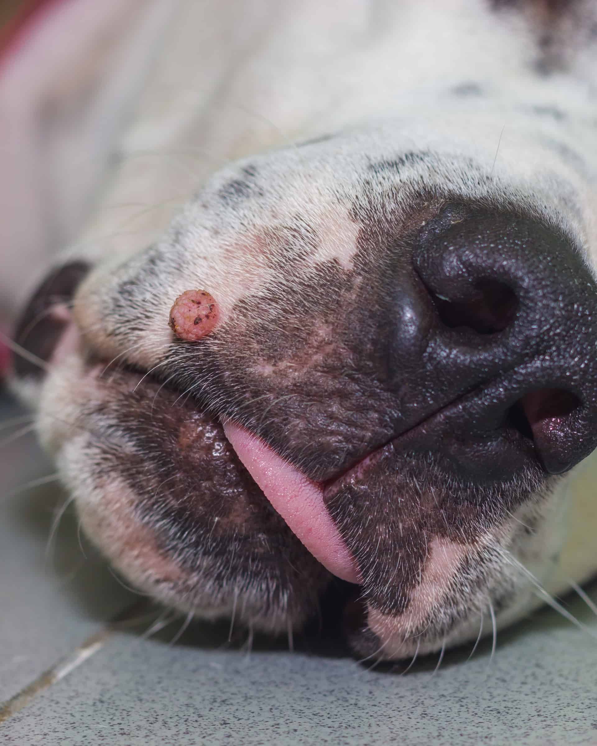 24 Pictures of Dog Tumors, Cancer Lumps, Cysts & Warts