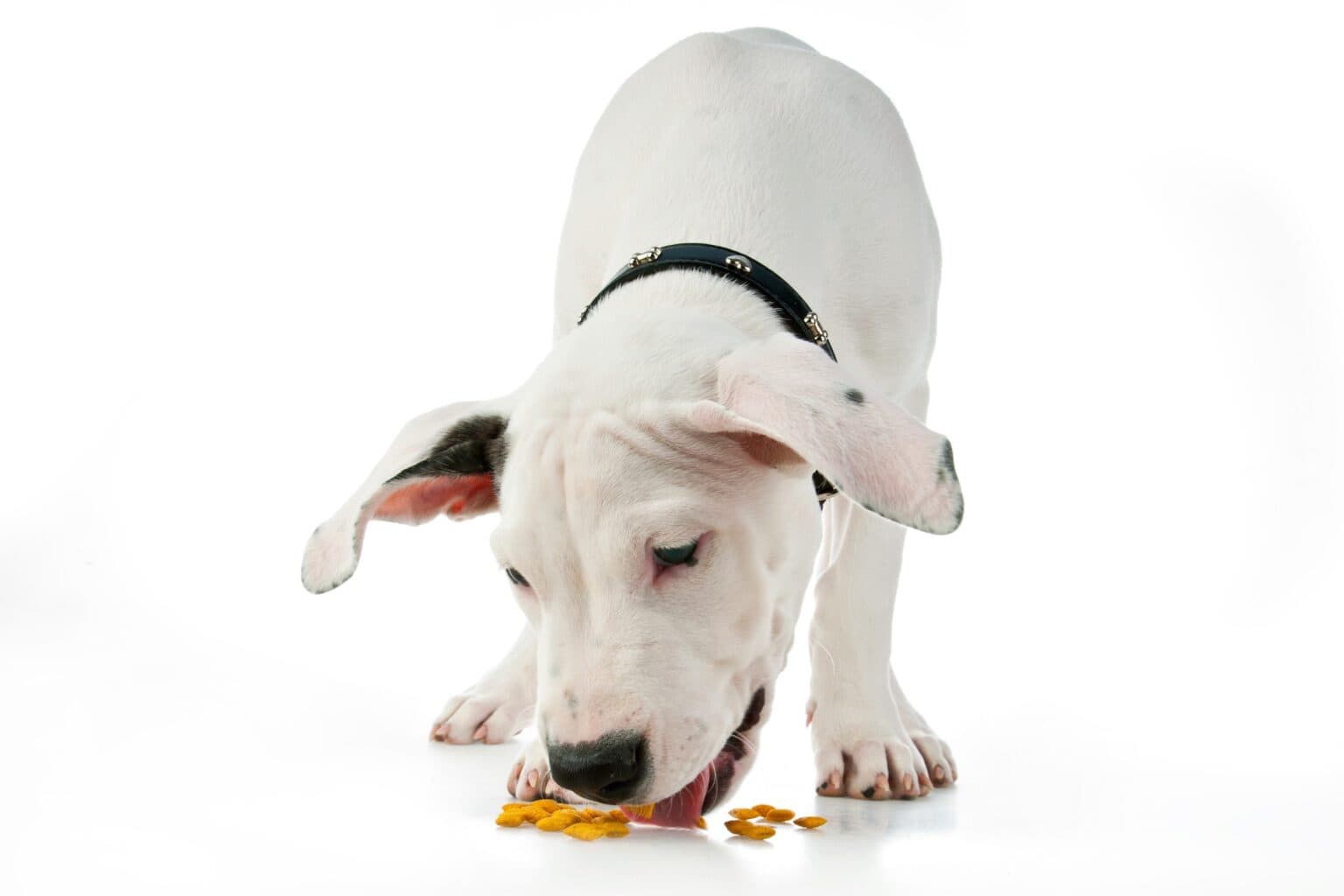 How Much to Feed a Dogo Argentino: A Complete Guide