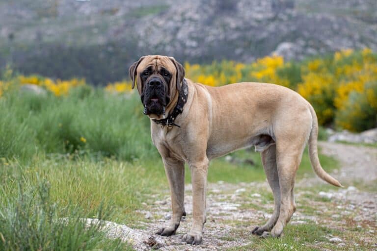 How Much to Feed a Mastiff (Feeding Chart & Guide)
