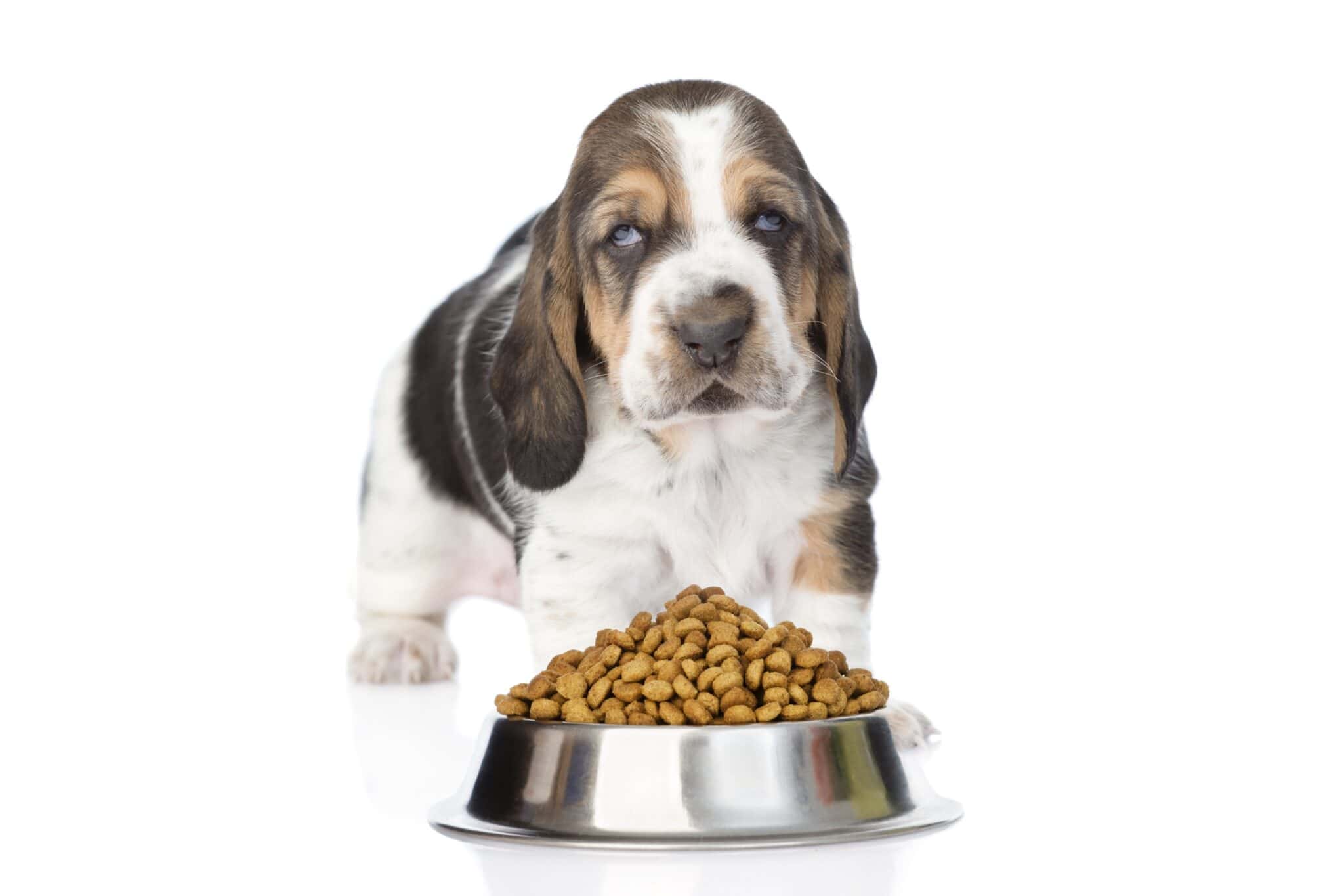 How Much to Feed a Basset Hound (Feeding Chart & Guide)