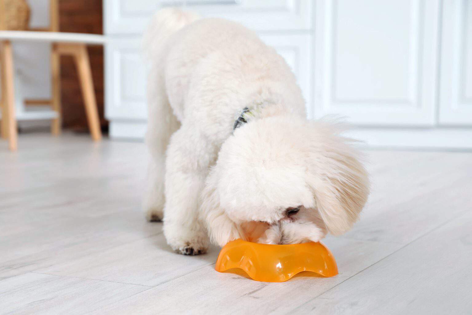 How Much to Feed a Bichon Frise (Feeding Chart & Guide)