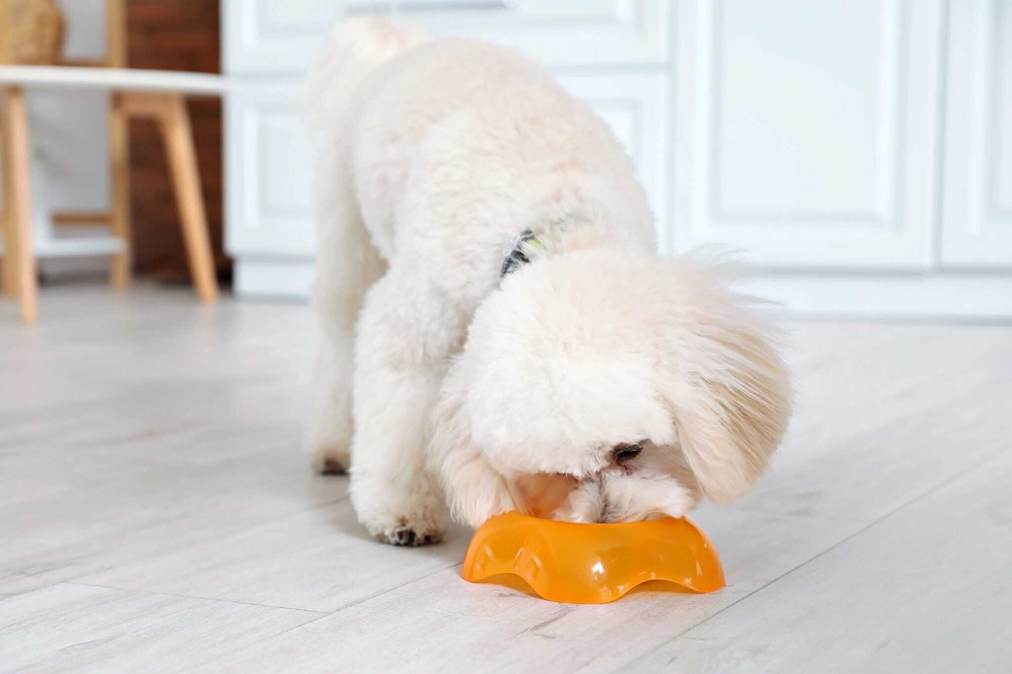 How Much to Feed a Bichon Frise (Feeding Chart & Guide)