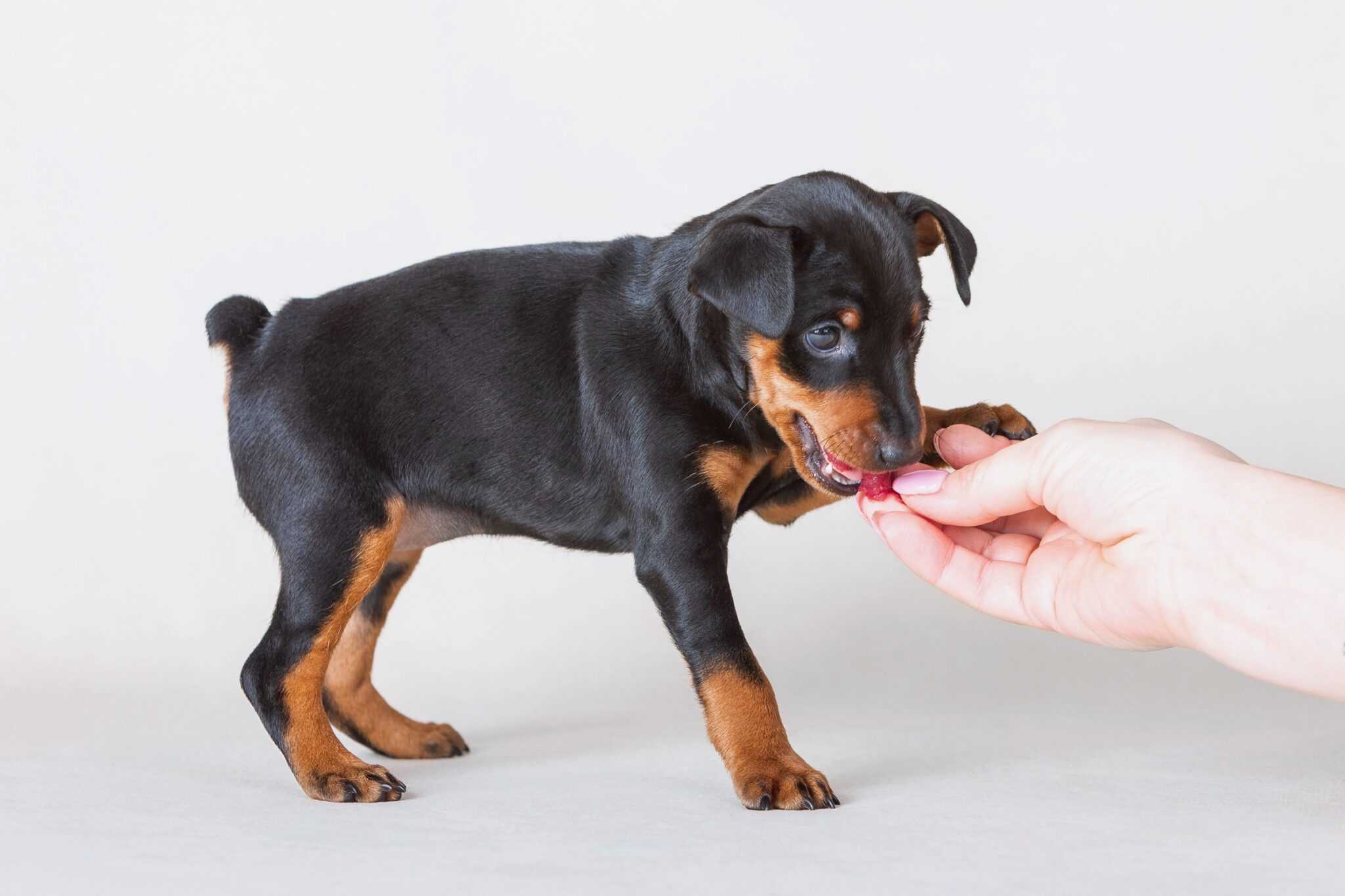 How Much to Feed a Miniature Pinscher: A Complete Guide
