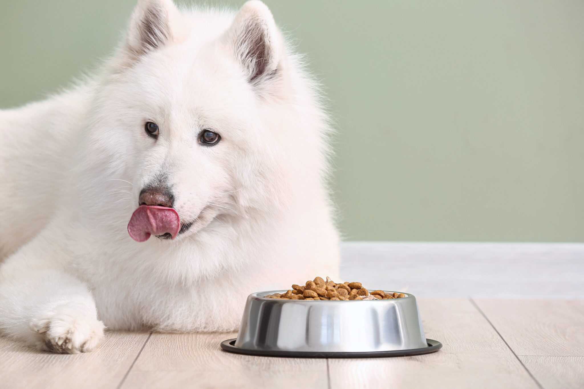 How Much to Feed a Samoyed (Feeding Chart & Guide)