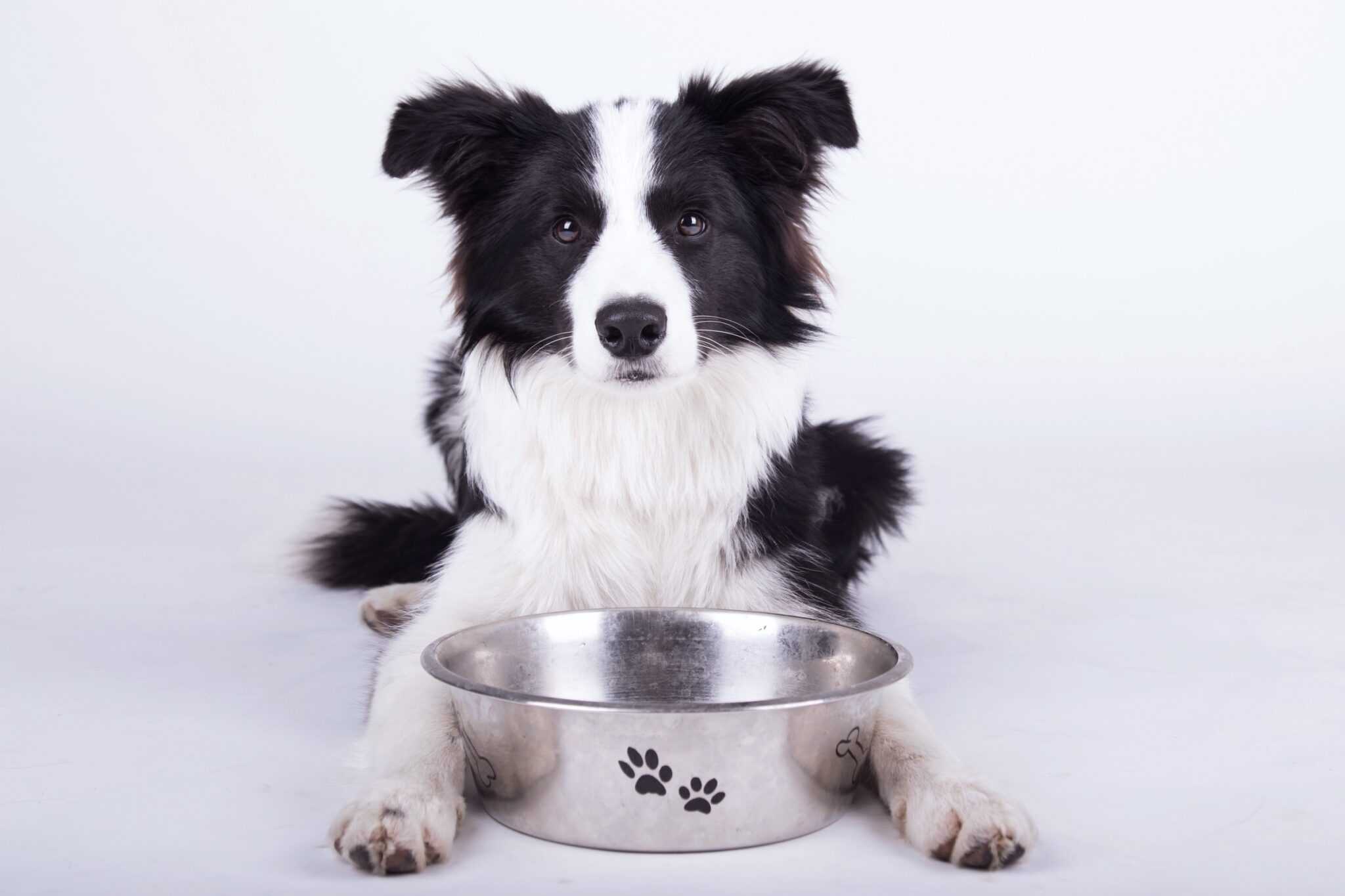 How Much to Feed a Border Collie (Feeding Chart & Guide)